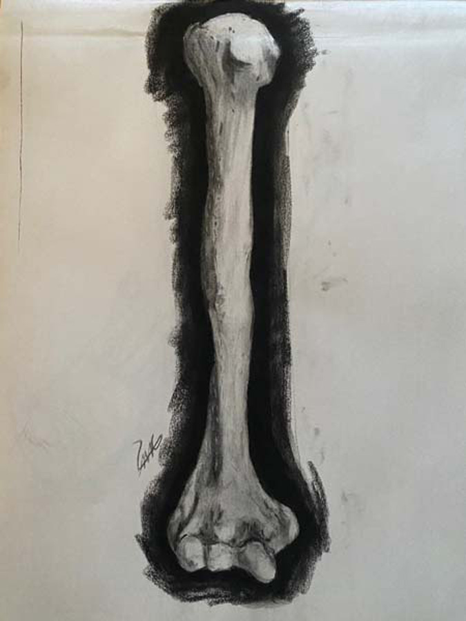 Bone Drawing | The Walt Disney Family Museum