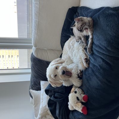 Featured Pets | The Walt Disney Family Museum